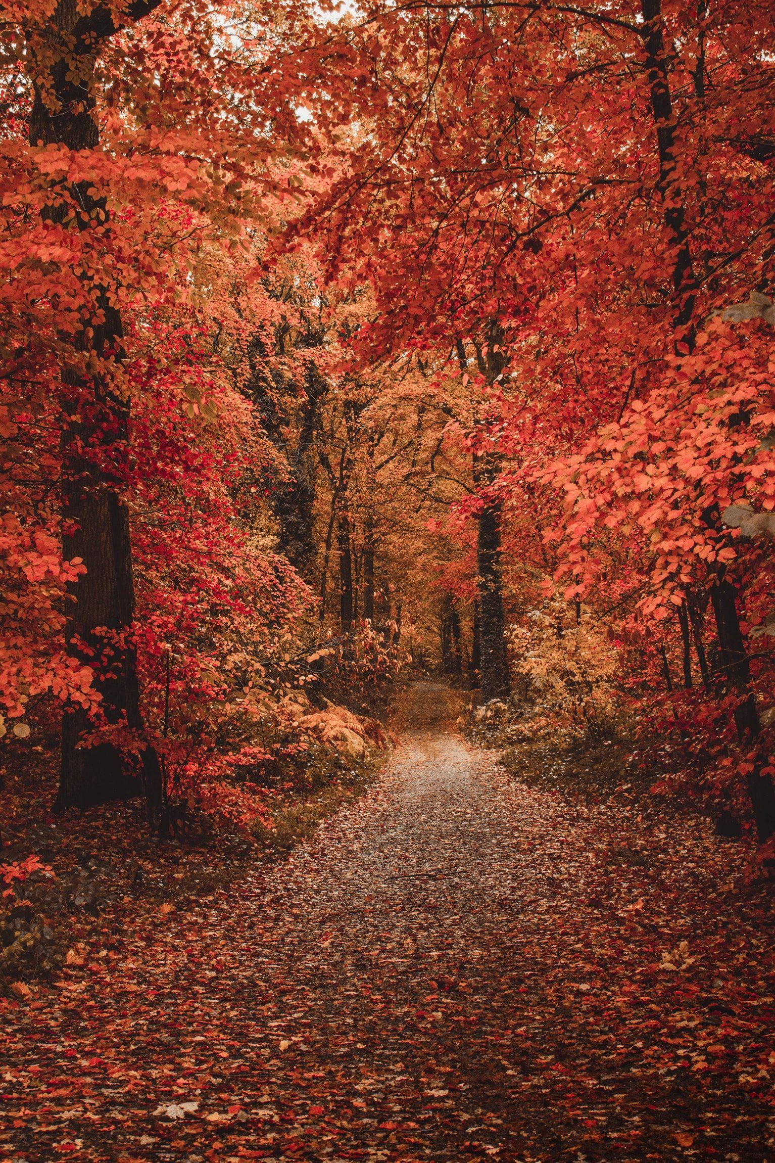 Autumn Dreams HD Wallpapers - Top Free Autumn Dreams HD Backgrounds ...