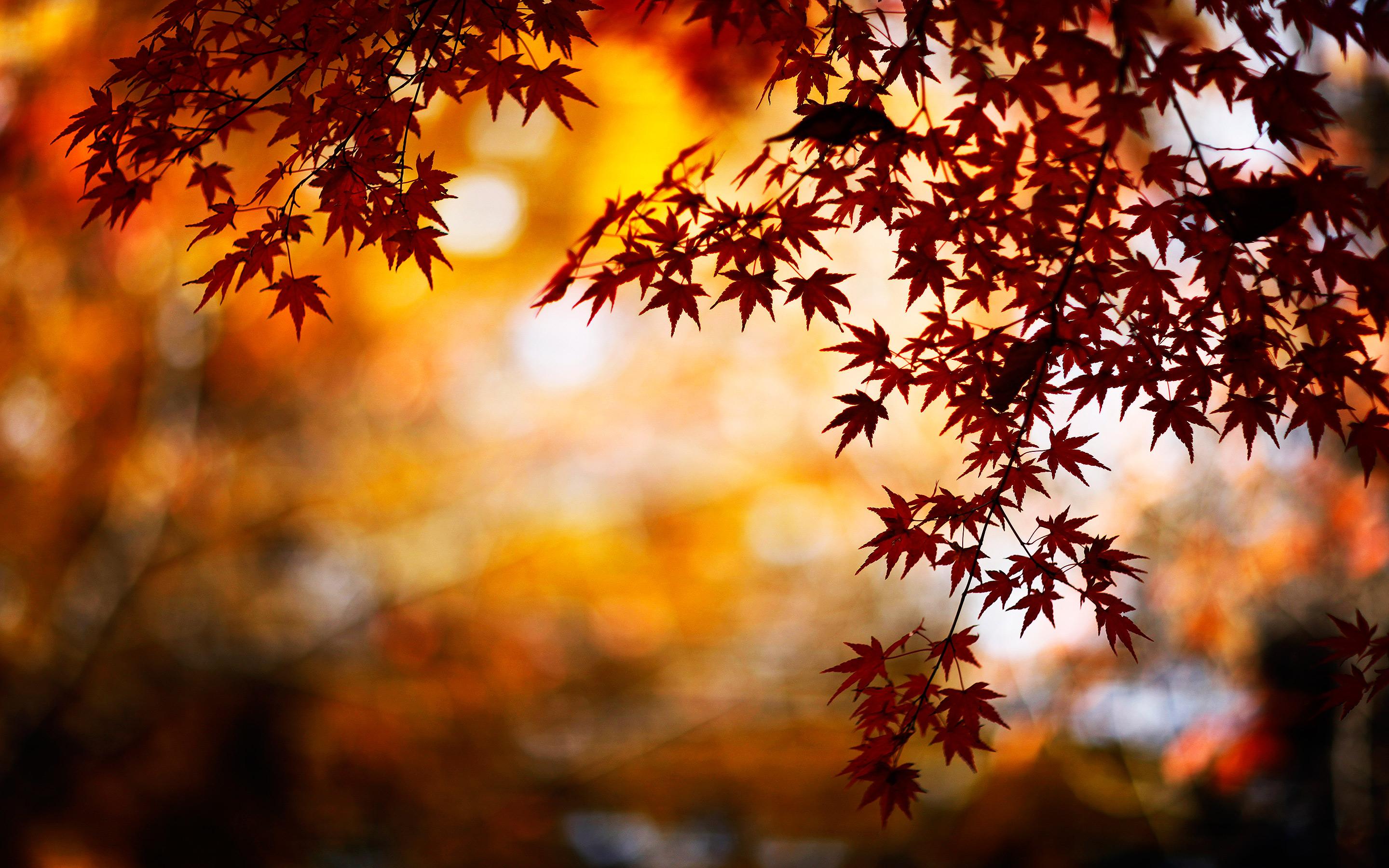 Autumn Dreams HD Wallpapers - Top Free Autumn Dreams HD Backgrounds ...