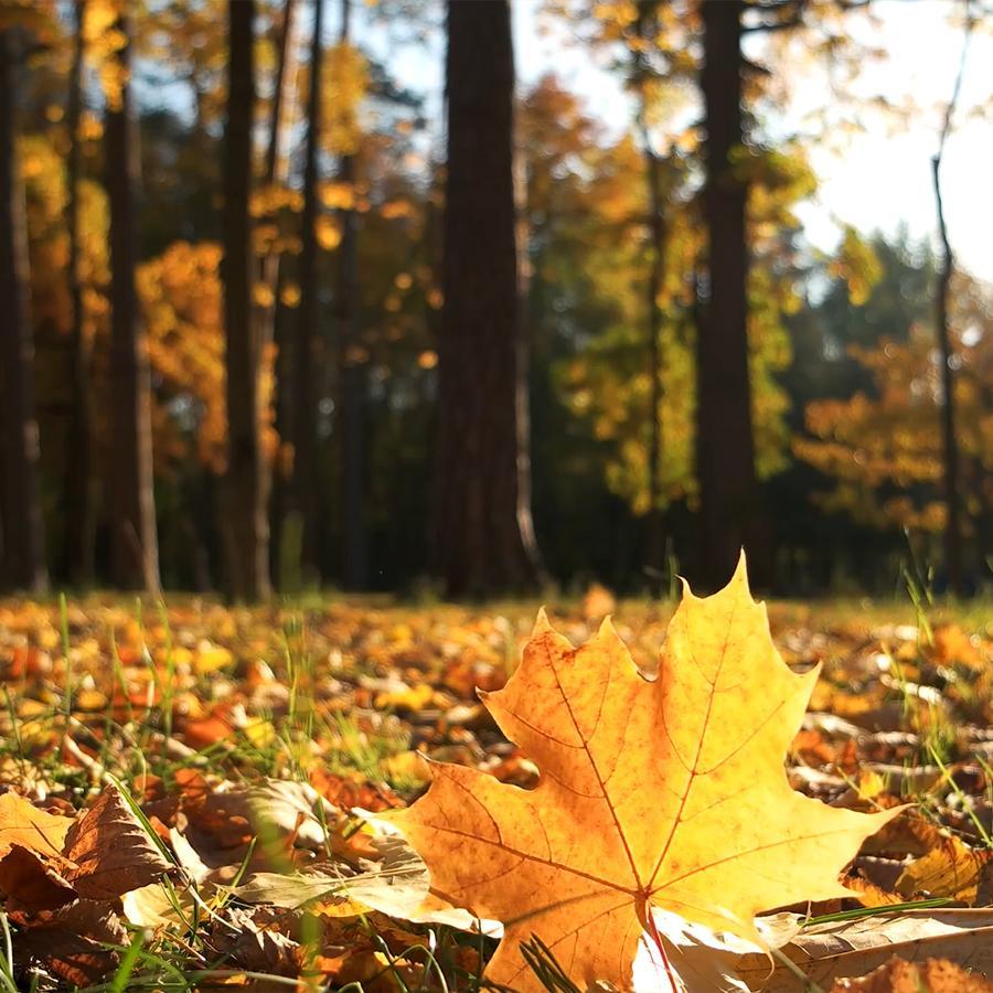 Autumn Dreams HD Wallpapers - Top Free Autumn Dreams HD Backgrounds ...