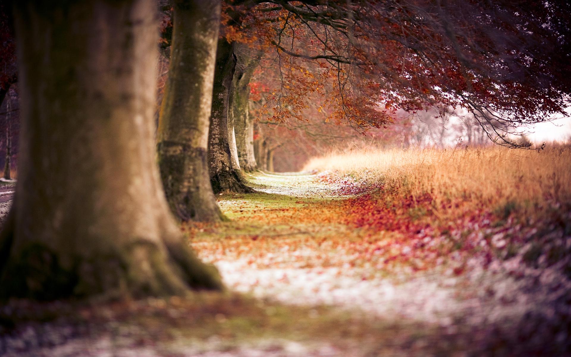 Amazing Autumn HD Wallpapers - Top Free Amazing Autumn HD Backgrounds ...