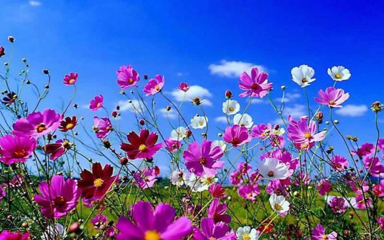 3D Spring Flower Wallpapers - Top Free 3D Spring Flower Backgrounds ...