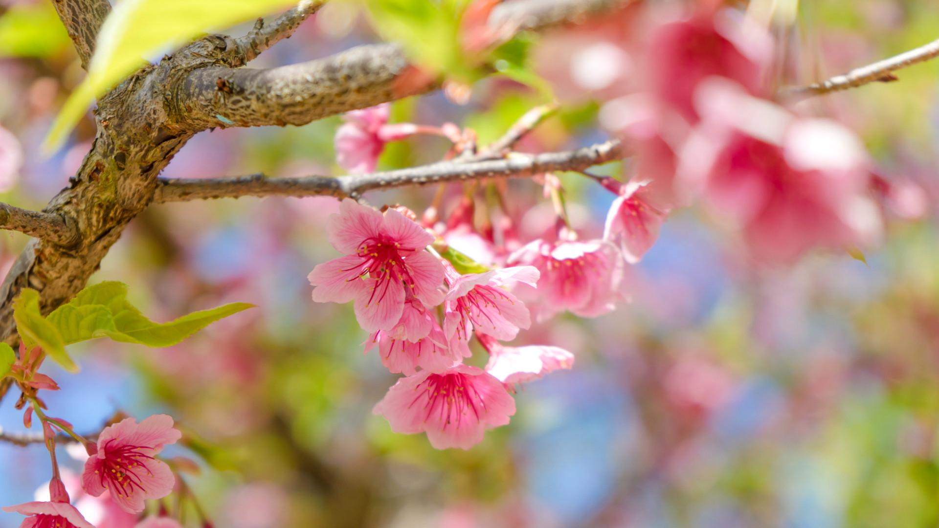Flowering Trees Wallpapers - Top Free Flowering Trees Backgrounds ...