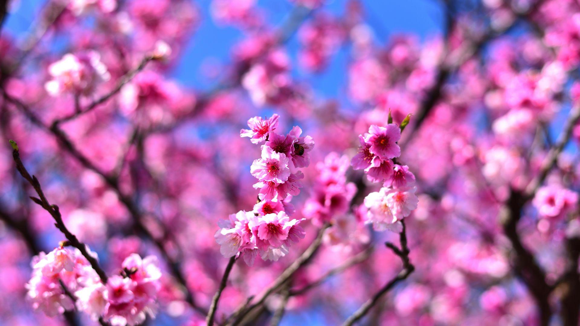 Flowering Trees Wallpapers - Top Free Flowering Trees Backgrounds ...
