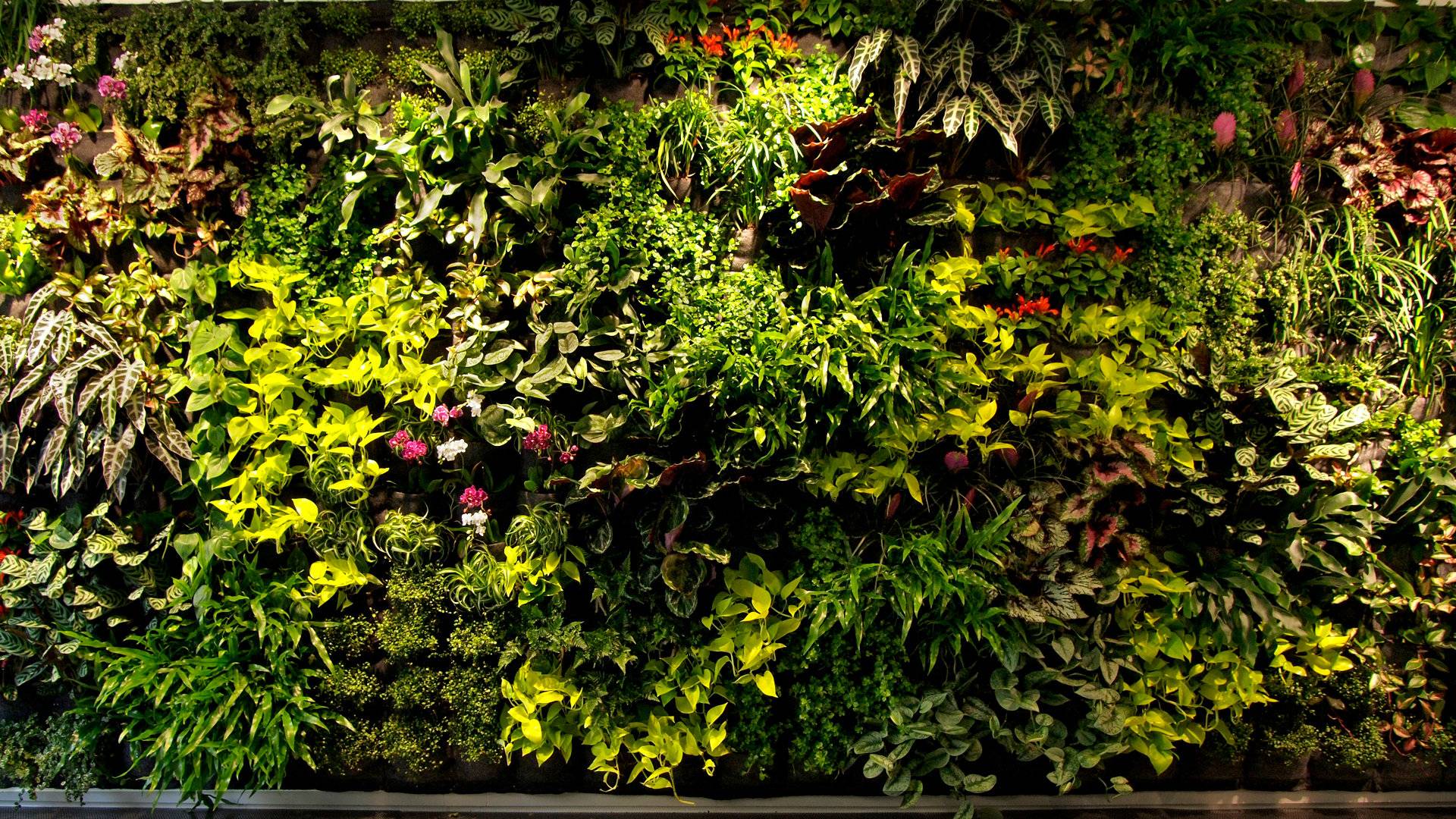 1920X1080 Plant Wallpapers - Top Free 1920X1080 Plant Backgrounds ...