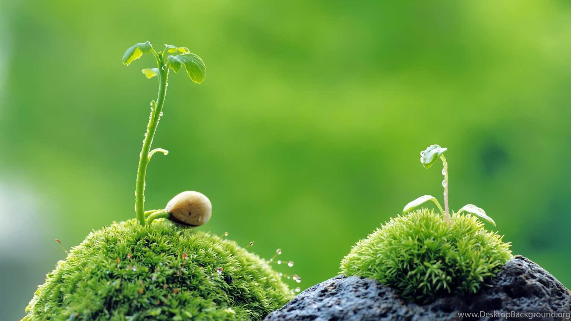 1920X1080 Plant Wallpapers - Top Free 1920X1080 Plant Backgrounds ...