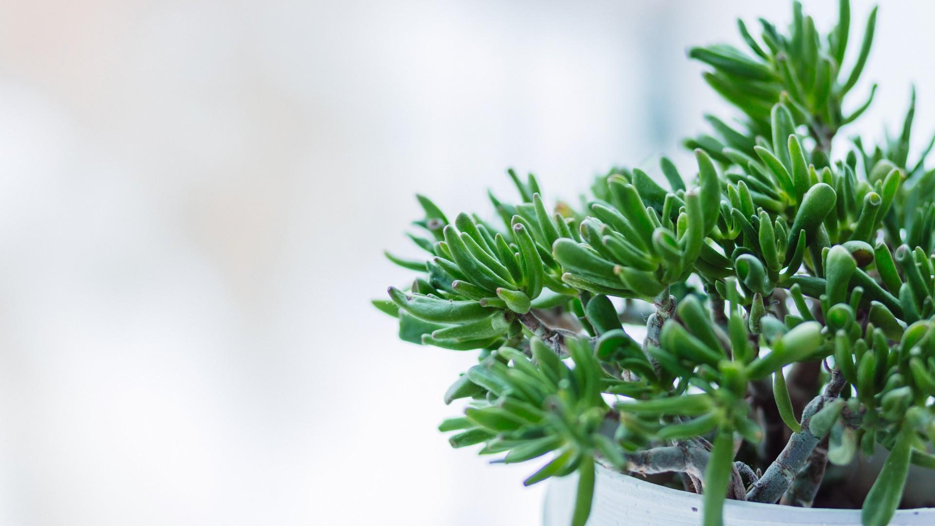 1920X1080 Plant Wallpapers - Top Free 1920X1080 Plant Backgrounds ...