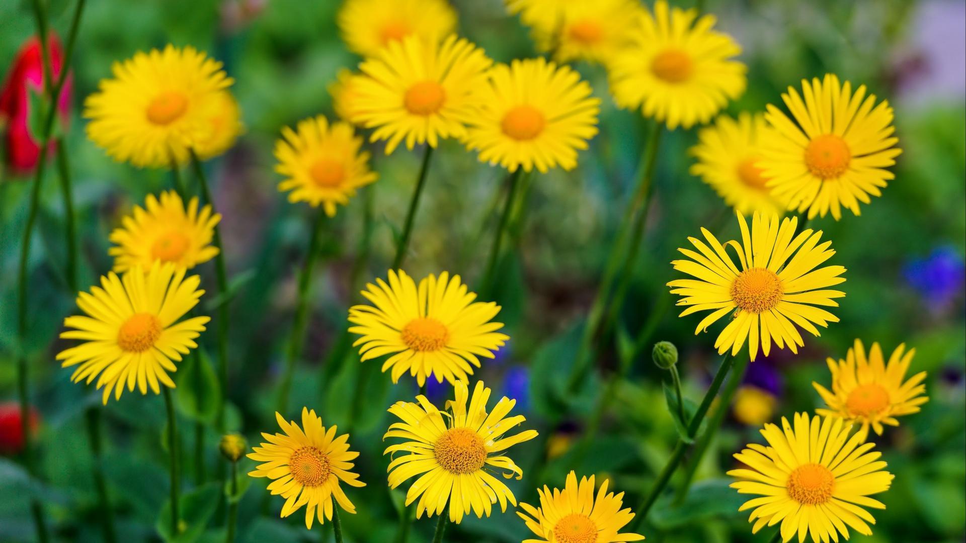 Nature Flower Wallpapers - Top Free Nature Flower Backgrounds ...