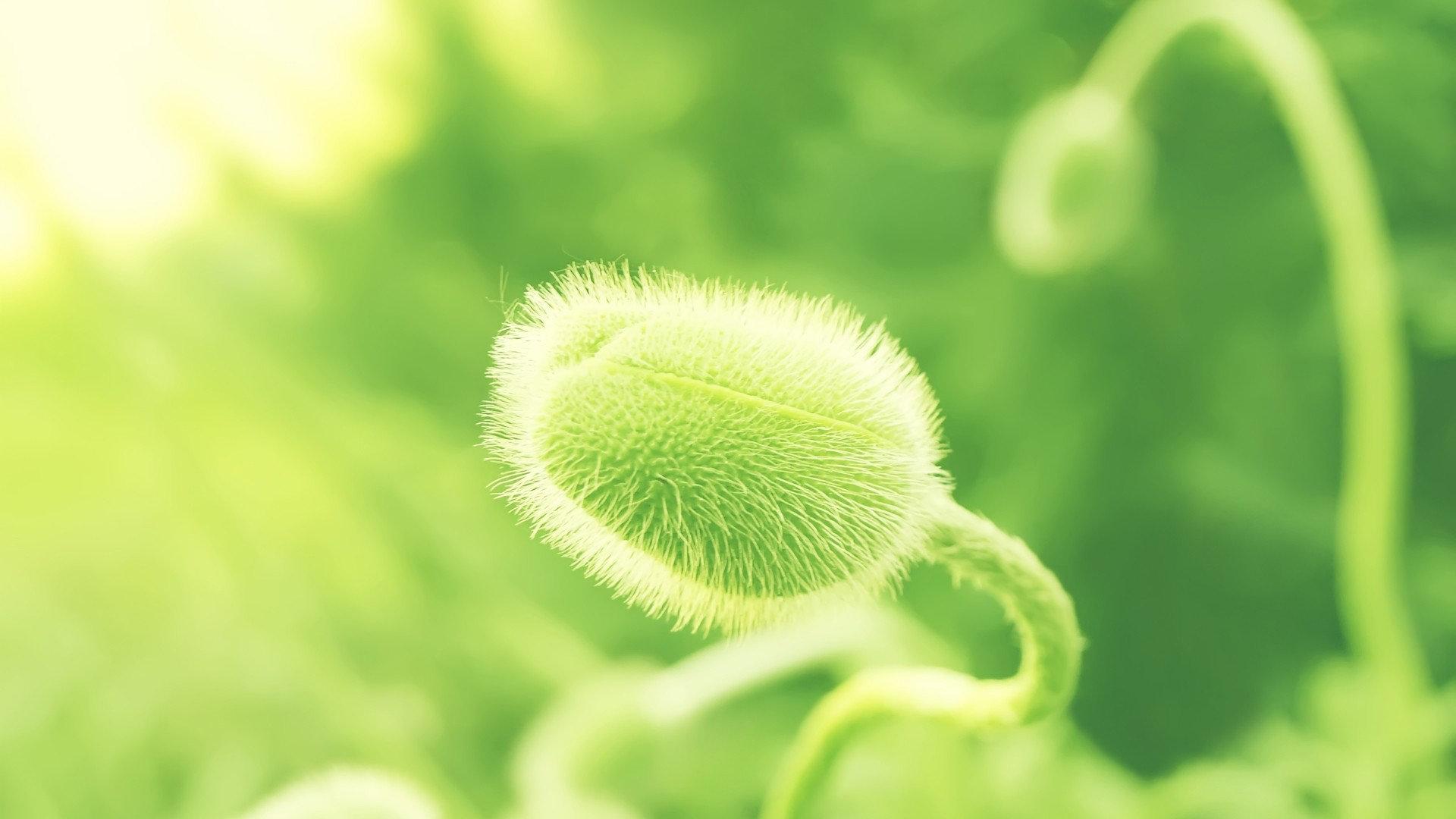 1920X1080 Plant Wallpapers - Top Free 1920X1080 Plant Backgrounds ...