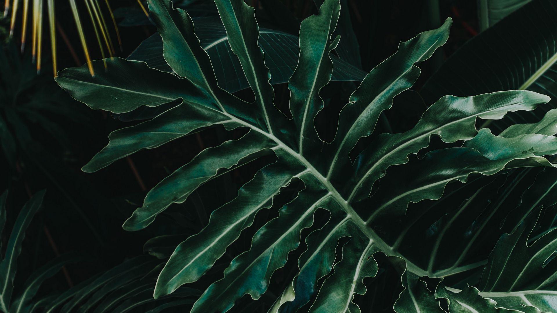 1920X1080 Plant Wallpapers - Top Free 1920X1080 Plant Backgrounds ...