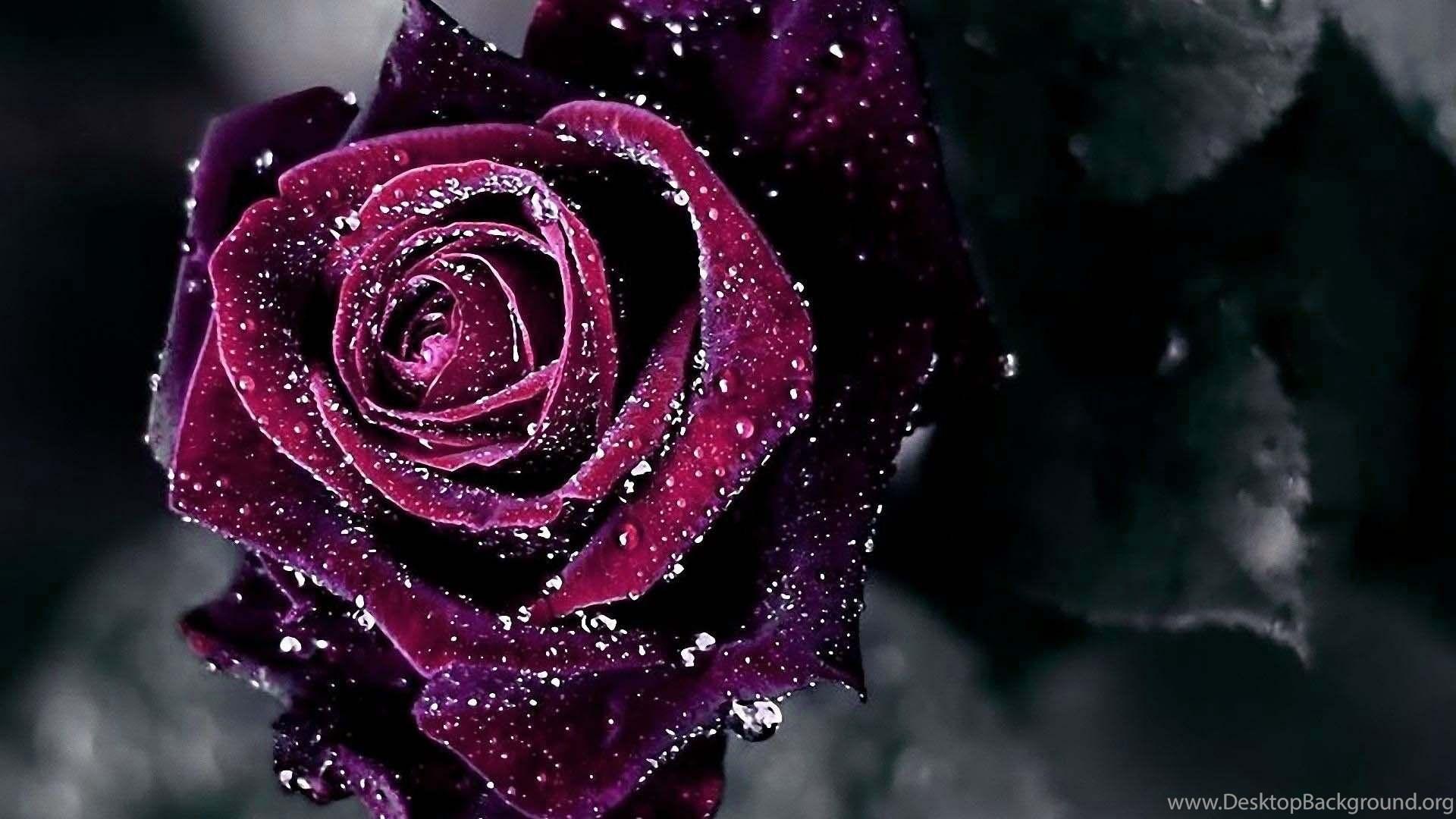 Rose Girl Wallpapers - Top Free Rose Girl Backgrounds - WallpaperAccess