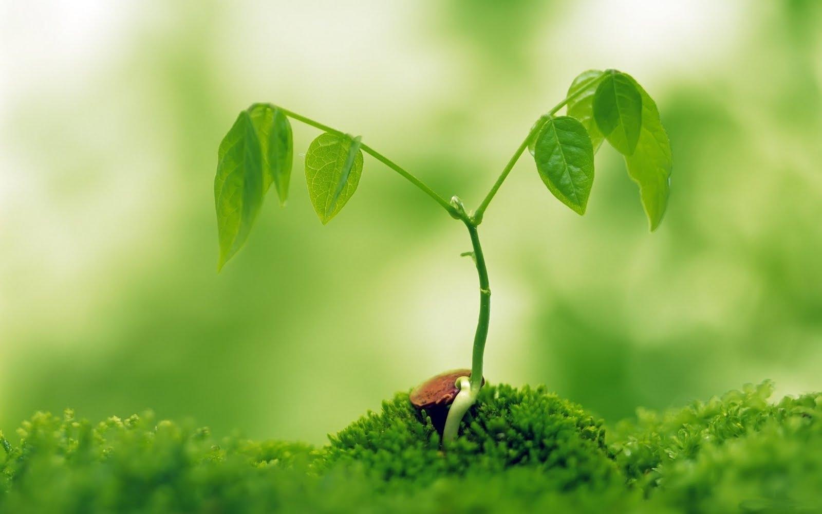 Green Plant Desktop Wallpapers - Top Free Green Plant Desktop ...
