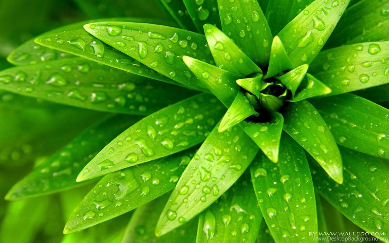 Green Plant Desktop Wallpapers - Top Free Green Plant Desktop ...