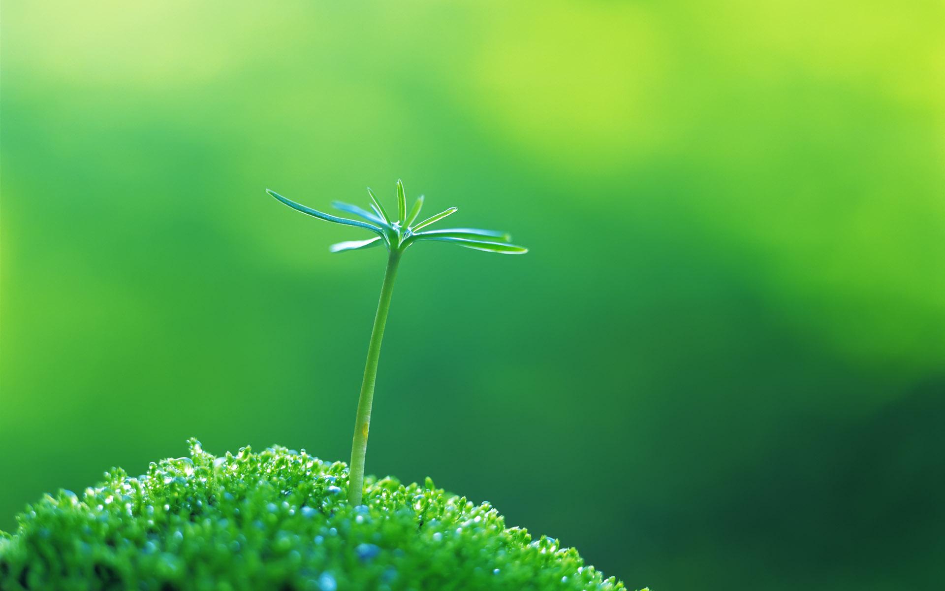 Green Plant Desktop Wallpapers - Top Free Green Plant Desktop ...