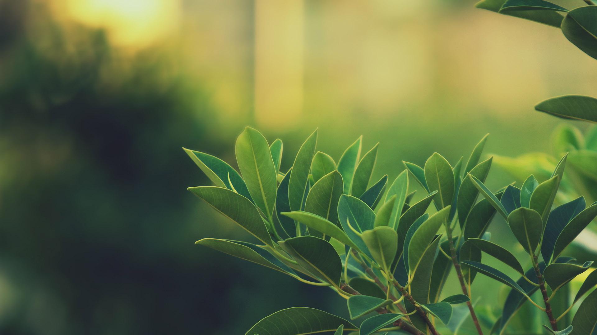 Green Plant Desktop Wallpapers - Top Free Green Plant Desktop ...