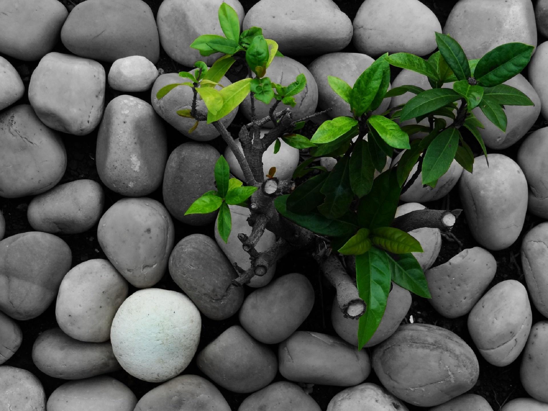 Green Plant Desktop Wallpapers - Top Free Green Plant Desktop ...