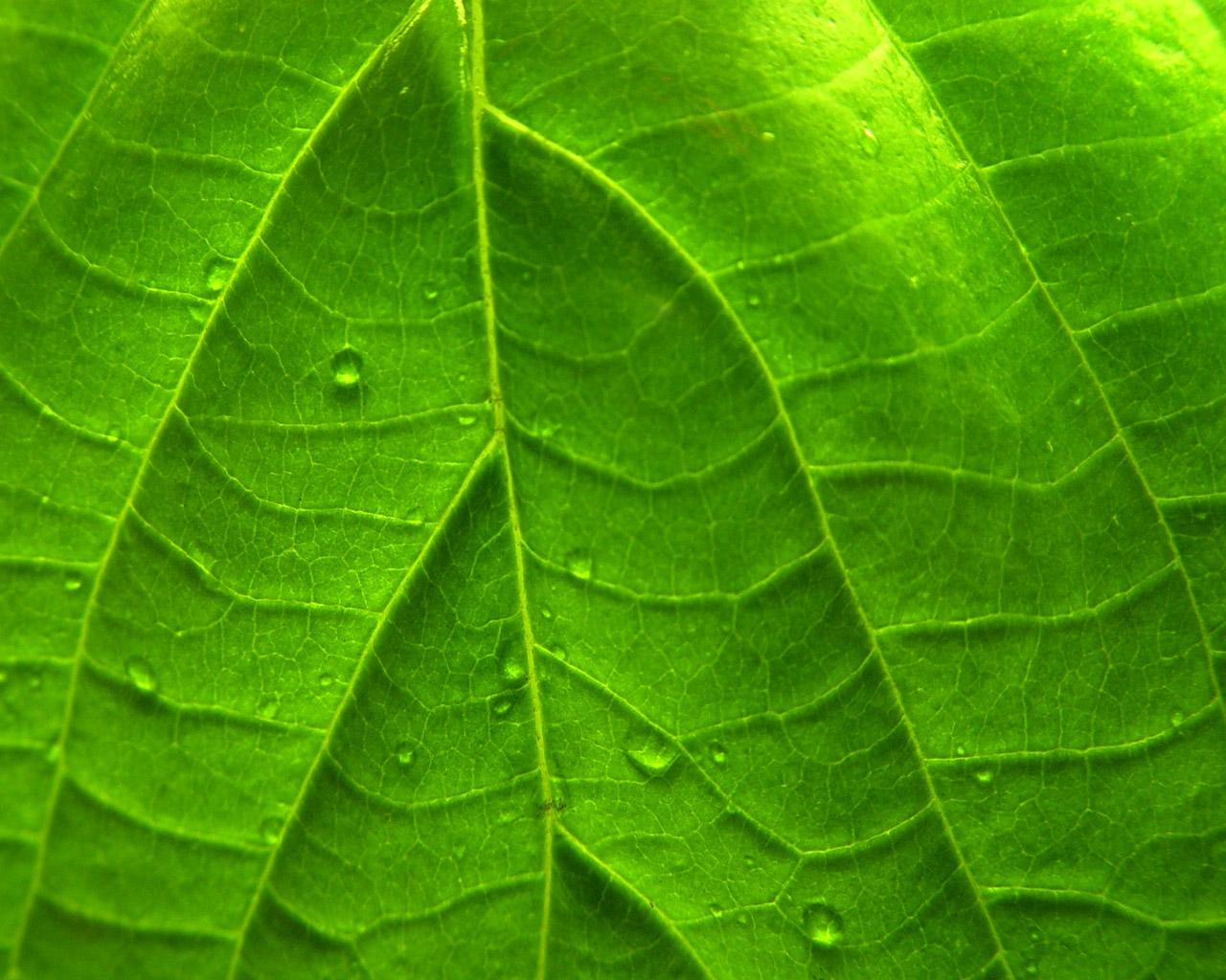 Green Plant Desktop Wallpapers - Top Free Green Plant Desktop ...