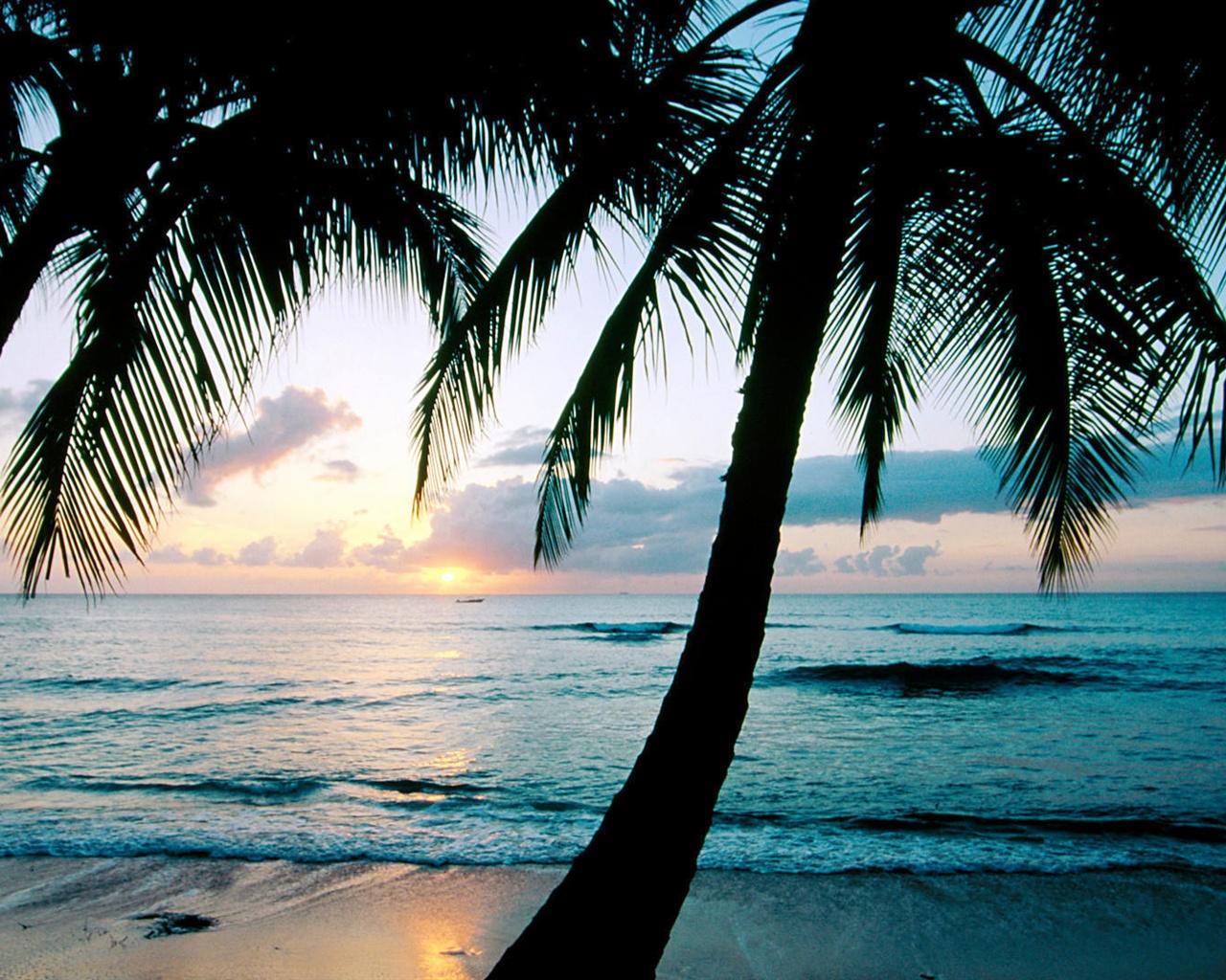 Ocean Palm Tree Wallpapers - Top Free Ocean Palm Tree Backgrounds ...