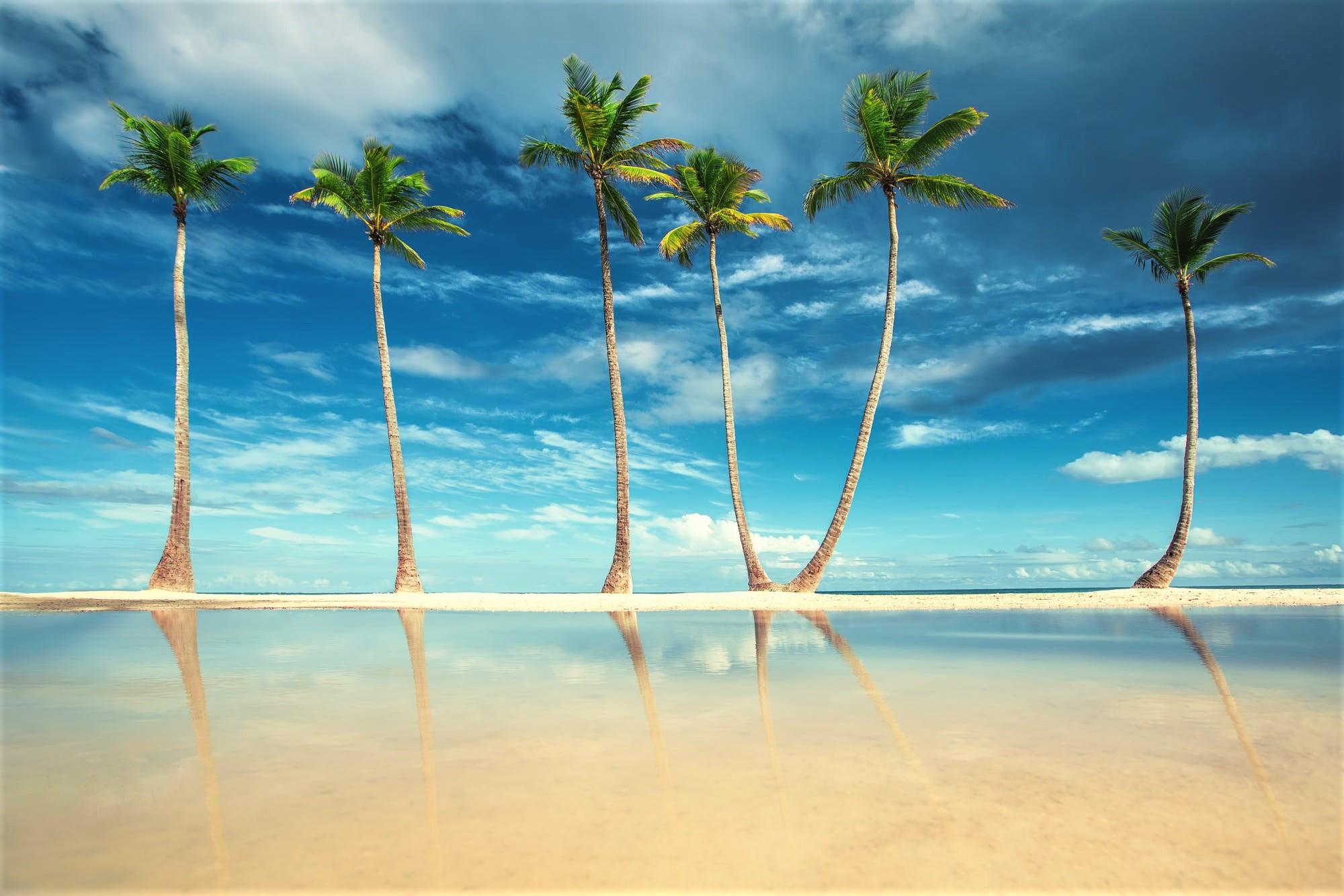 Ocean Palm Tree Wallpapers - Top Free Ocean Palm Tree Backgrounds ...