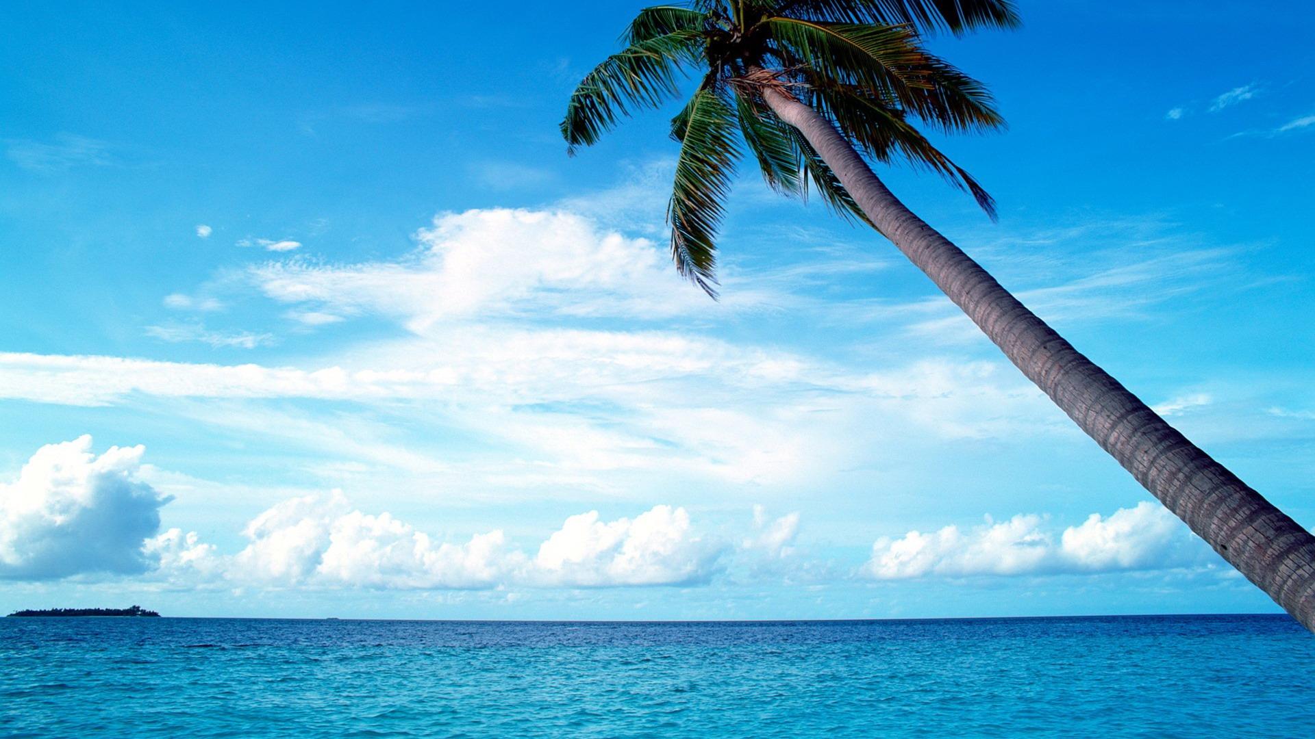 Ocean Palm Tree Wallpapers - Top Free Ocean Palm Tree Backgrounds ...