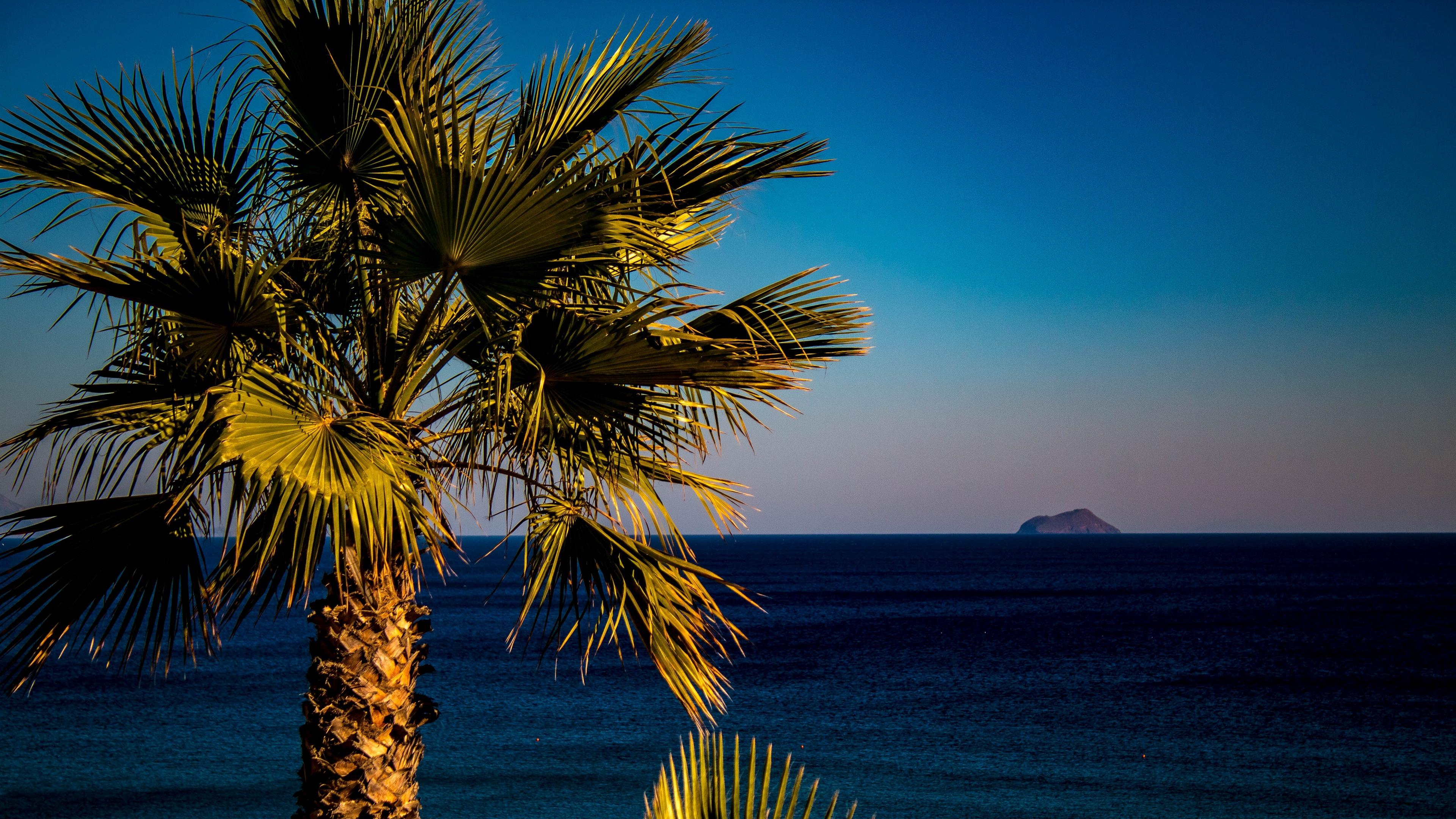 Ocean Palm Tree Wallpapers - Top Free Ocean Palm Tree Backgrounds ...
