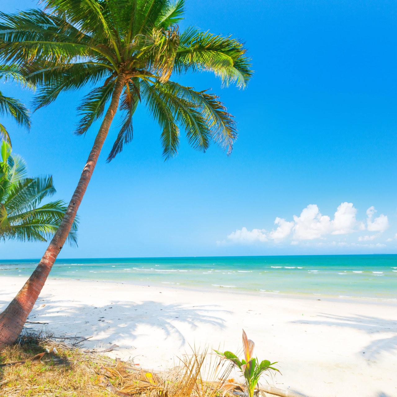 Ocean Palm Tree Wallpapers - Top Free Ocean Palm Tree Backgrounds ...