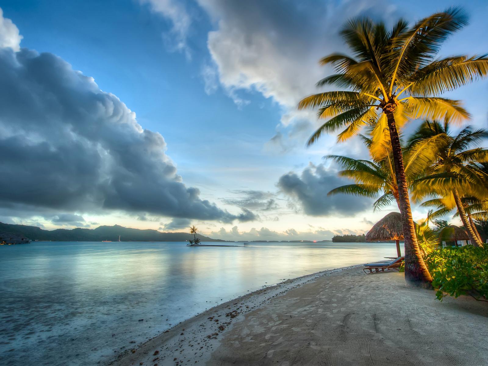 Ocean Palm Tree Wallpapers - Top Free Ocean Palm Tree Backgrounds ...