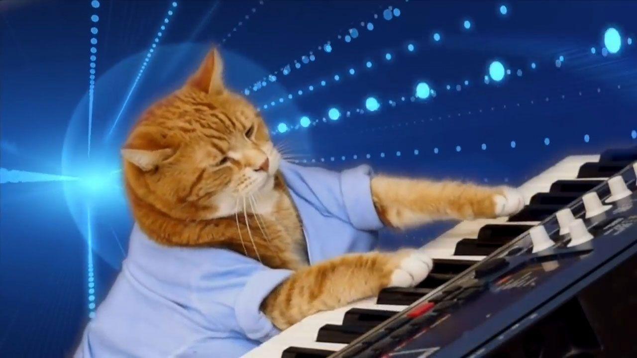 Piano Cat Wallpapers - Top Free Piano Cat Backgrounds - WallpaperAccess