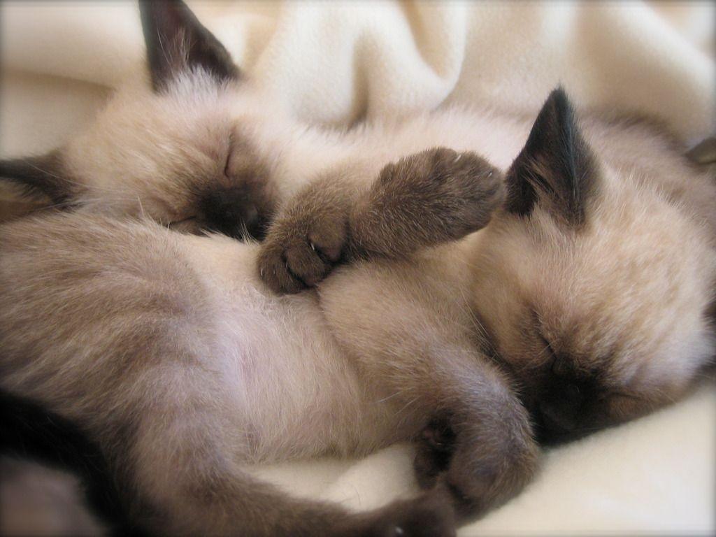 Siamese Kittens Wallpapers - Top Free Siamese Kittens Backgrounds - WallpaperAccess