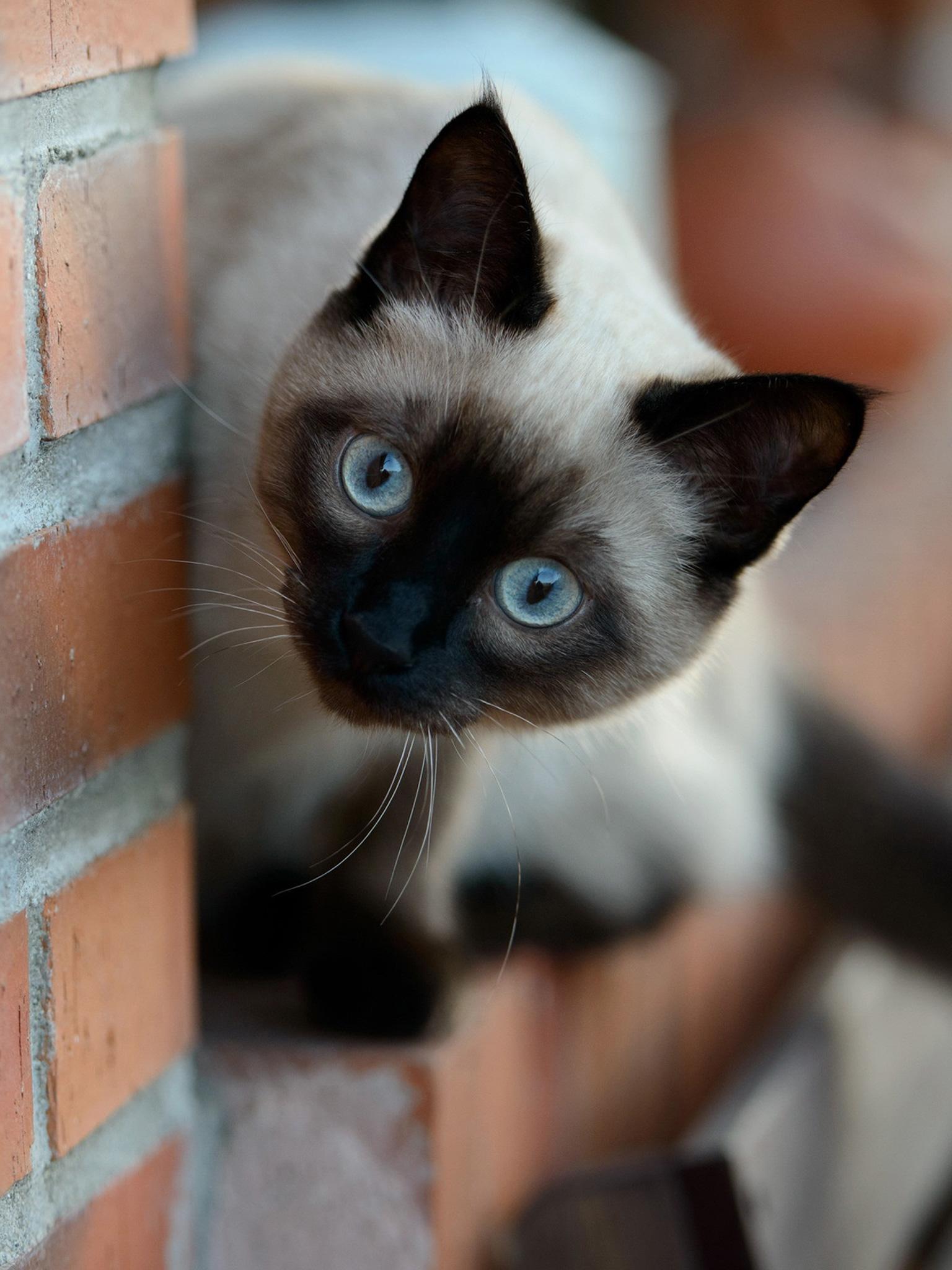 Siamese Kittens Wallpapers - Top Free Siamese Kittens Backgrounds - WallpaperAccess