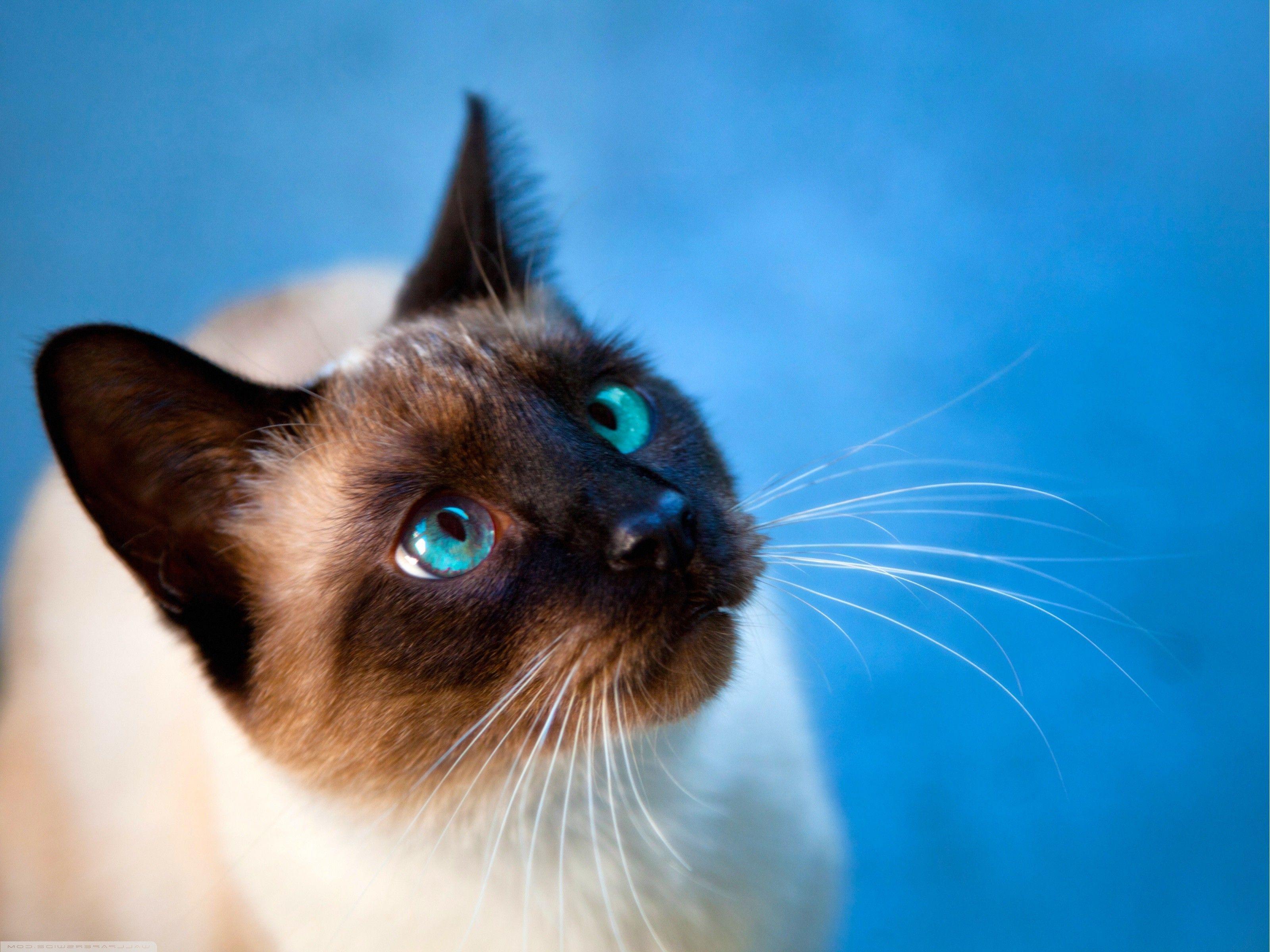 Siamese Kittens Wallpapers - Top Free Siamese Kittens Backgrounds ...