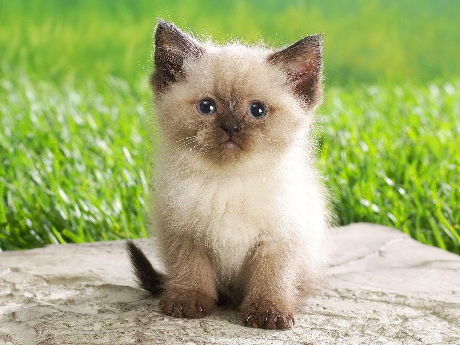 Siamese Kittens Wallpapers - Top Free Siamese Kittens Backgrounds - WallpaperAccess