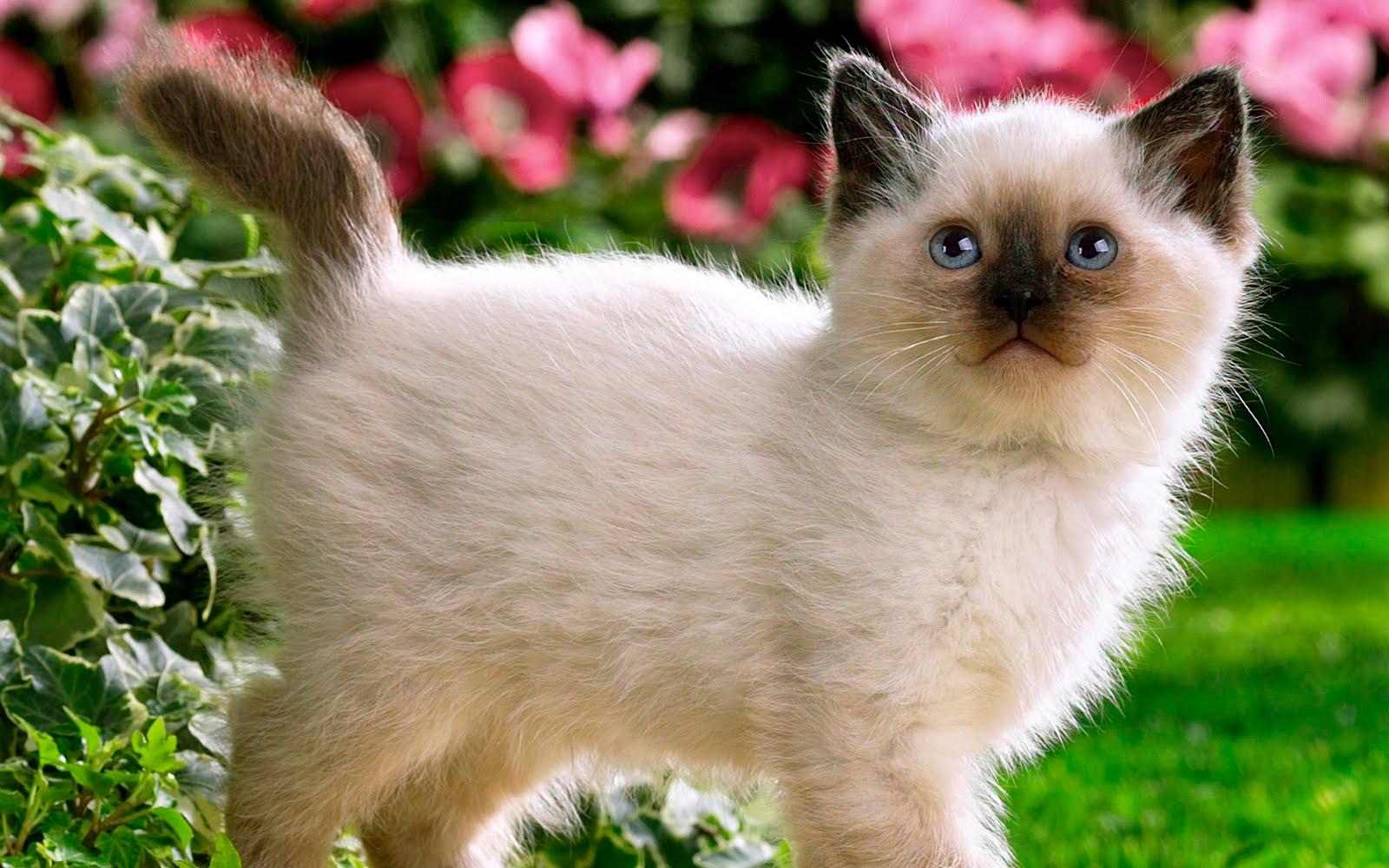 Siamese Kittens Wallpapers - Top Free Siamese Kittens Backgrounds - WallpaperAccess