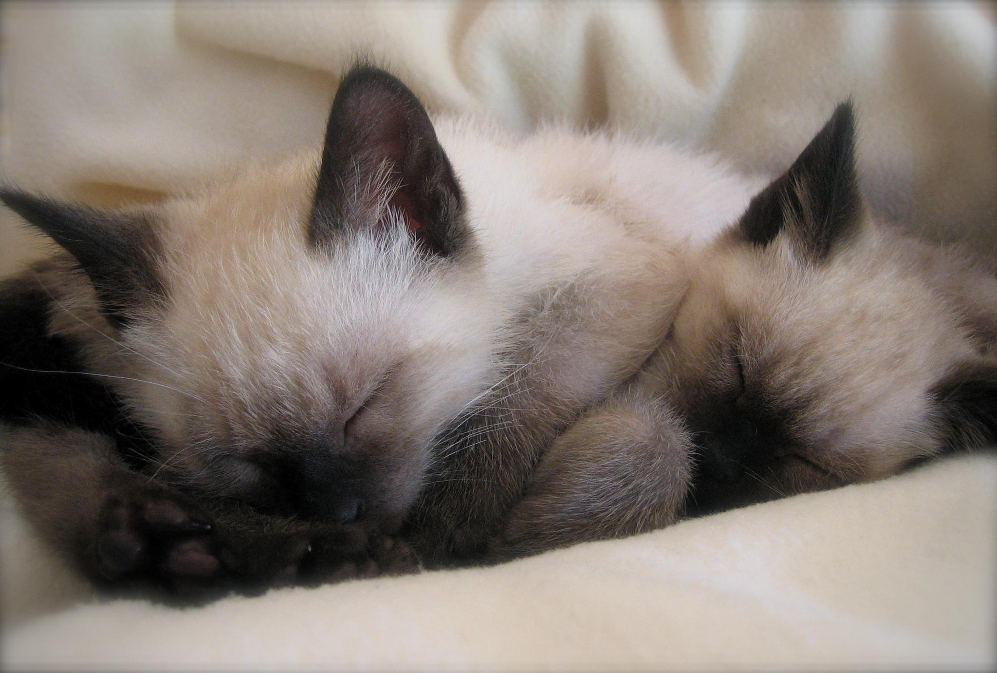 Siamese Kittens Wallpapers - Top Free Siamese Kittens Backgrounds - WallpaperAccess
