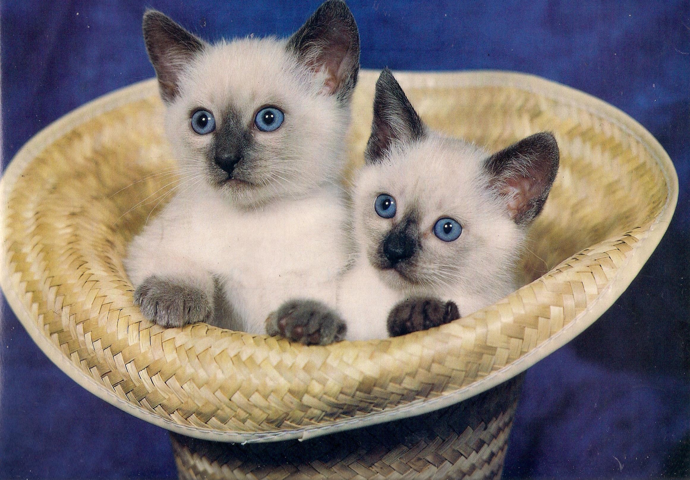Siamese Kittens Wallpapers - Top Free Siamese Kittens Backgrounds - WallpaperAccess