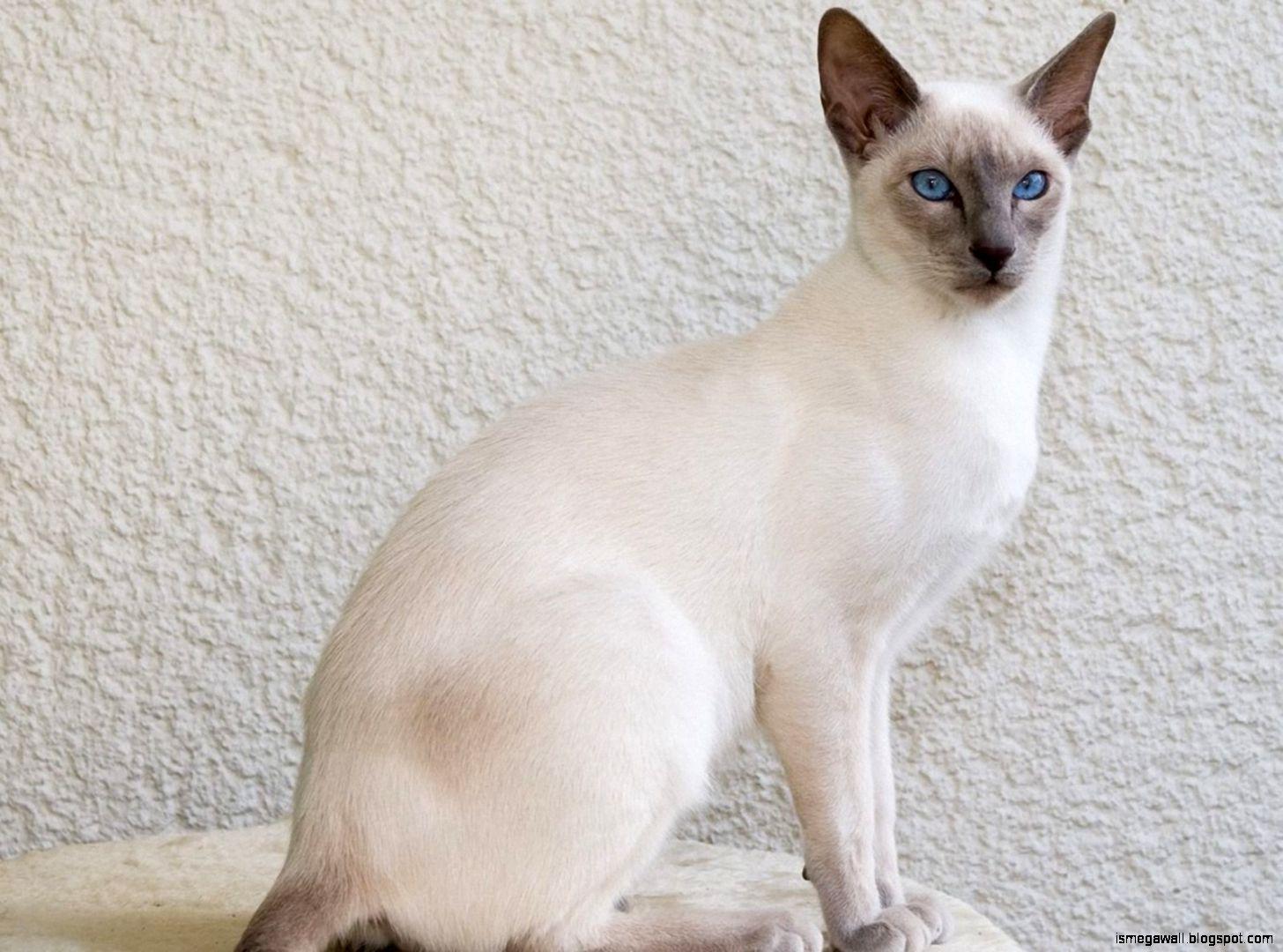 Siamese Kittens Wallpapers - Top Free Siamese Kittens Backgrounds - WallpaperAccess