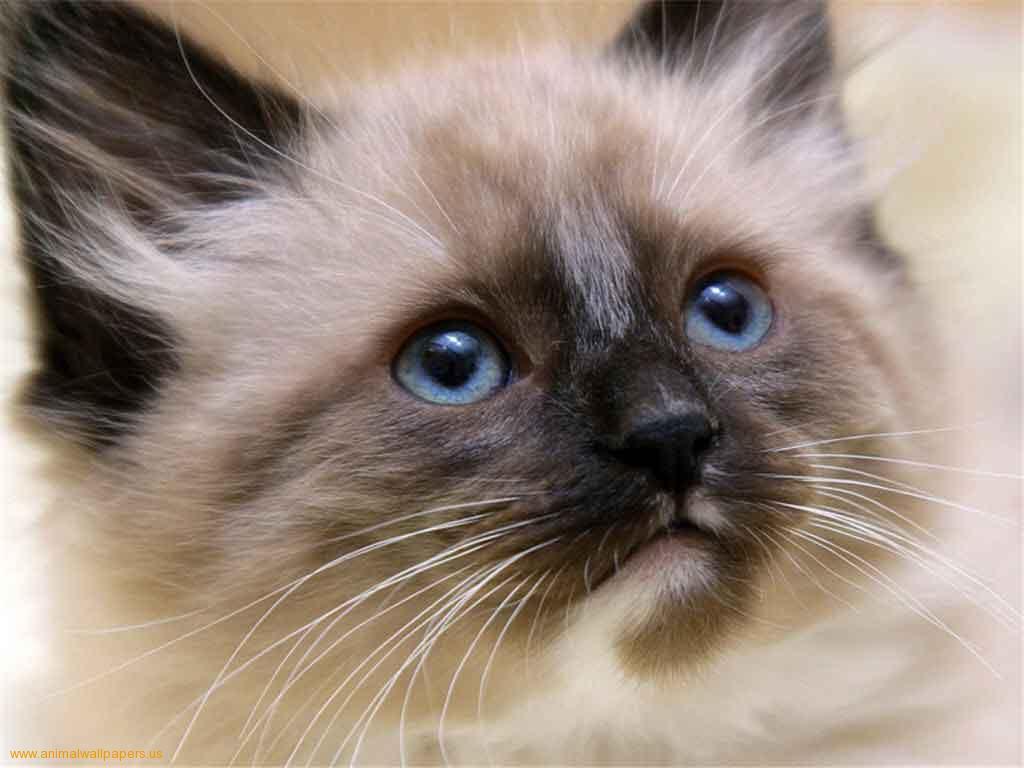 Siamese Kittens Wallpapers - Top Free Siamese Kittens Backgrounds - WallpaperAccess