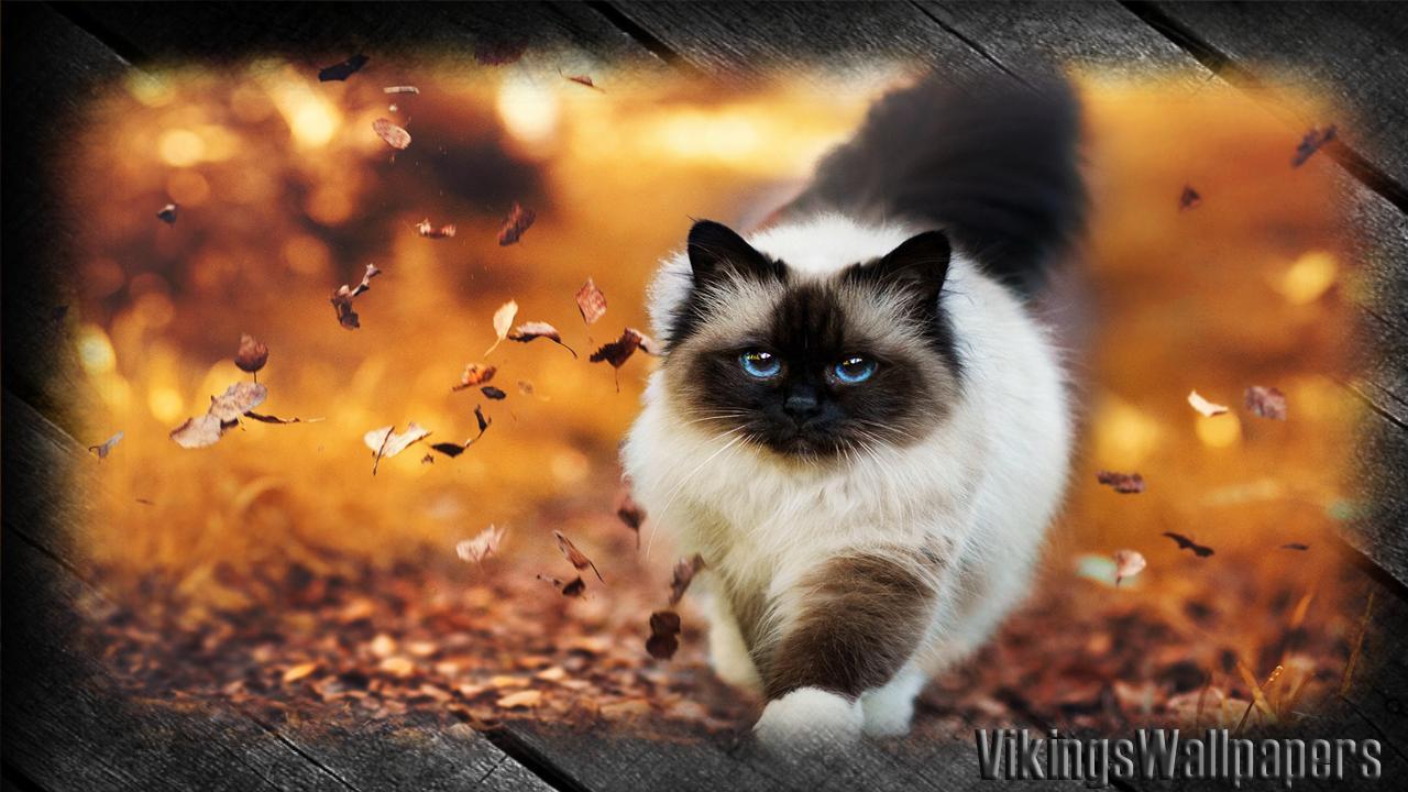 Siamese Kittens Wallpapers - Top Free Siamese Kittens Backgrounds - WallpaperAccess