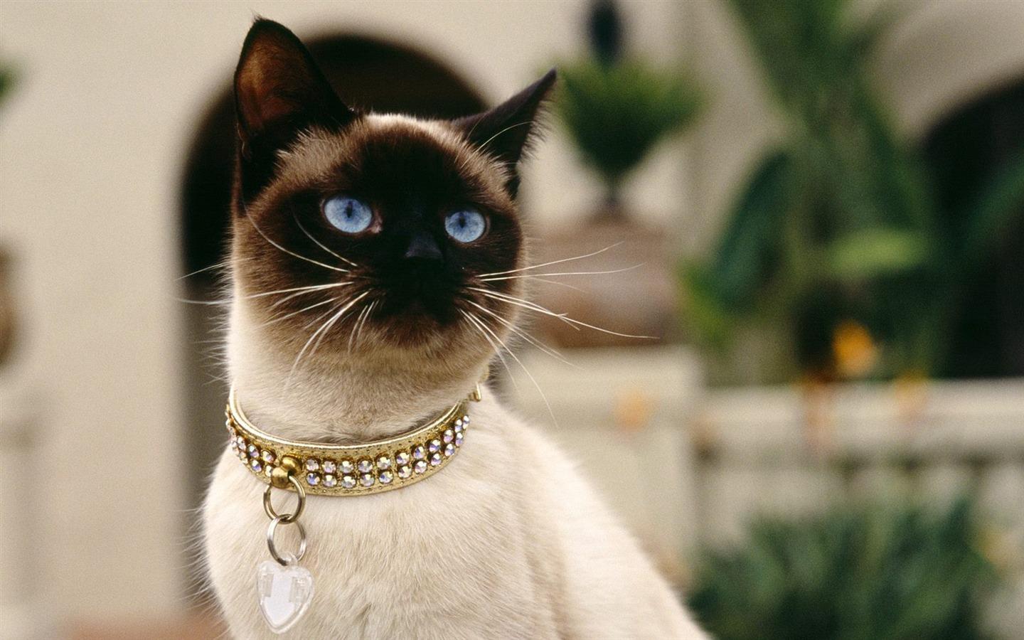 Siamese Kittens Wallpapers - Top Free Siamese Kittens Backgrounds - WallpaperAccess