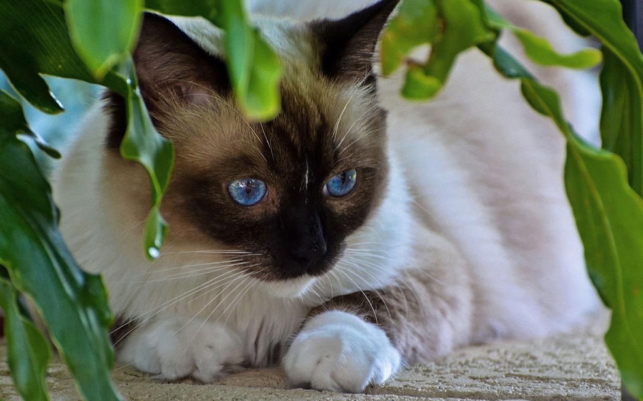 Siamese Kittens Wallpapers - Top Free Siamese Kittens Backgrounds - WallpaperAccess