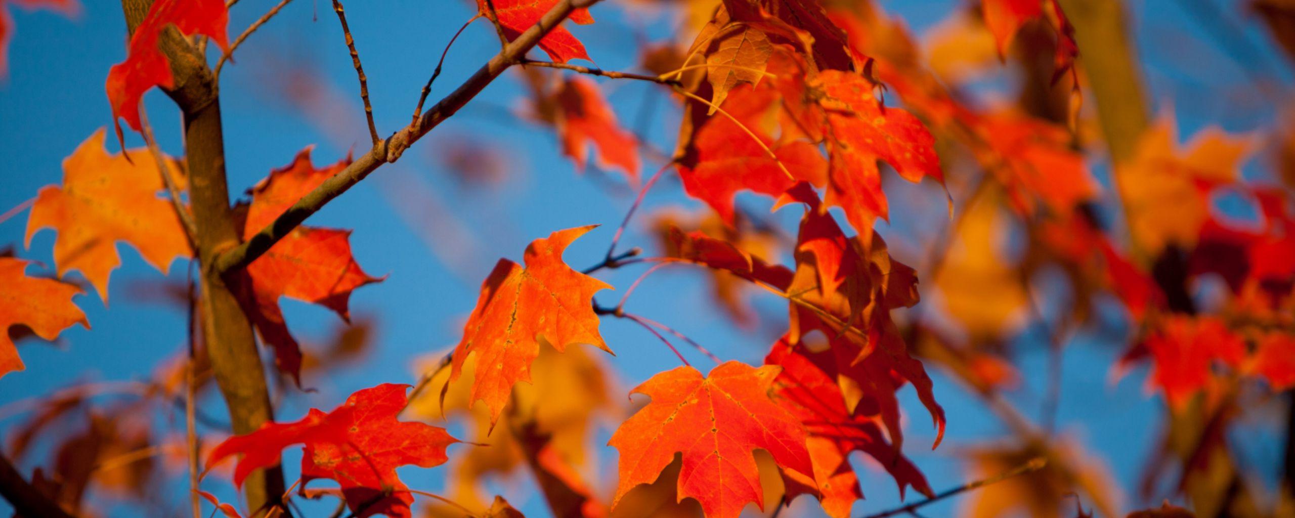 2560X1024 Autumn Wallpapers - Top Free 2560X1024 Autumn Backgrounds ...