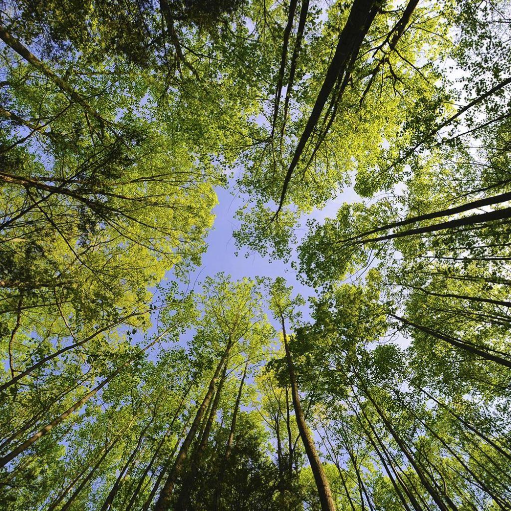 Tree and Sky Wallpapers - Top Free Tree and Sky Backgrounds ...