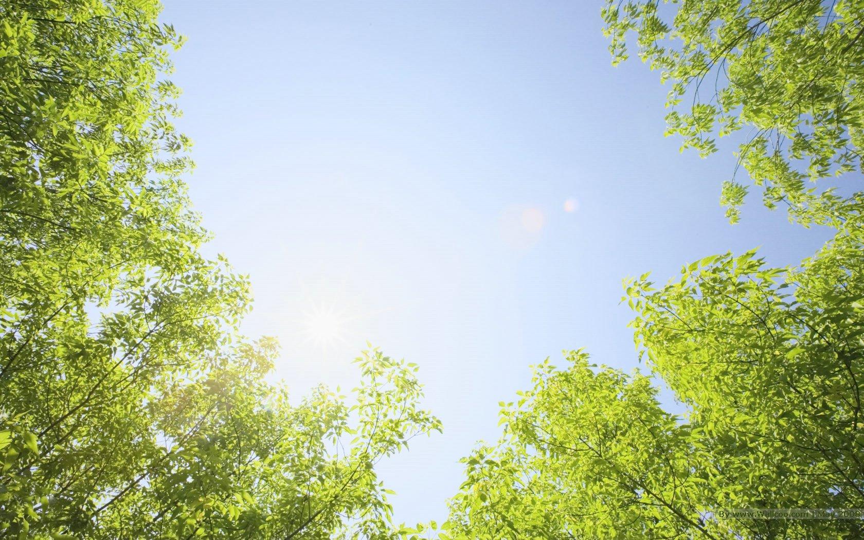 Sky and Tree Wallpapers - Top Free Sky and Tree Backgrounds ...