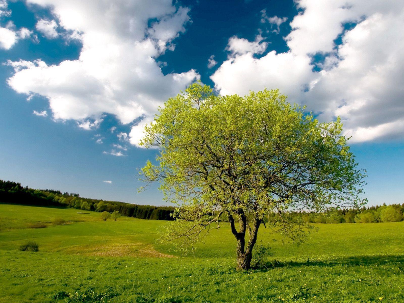 Sky and Tree Wallpapers - Top Free Sky and Tree Backgrounds ...