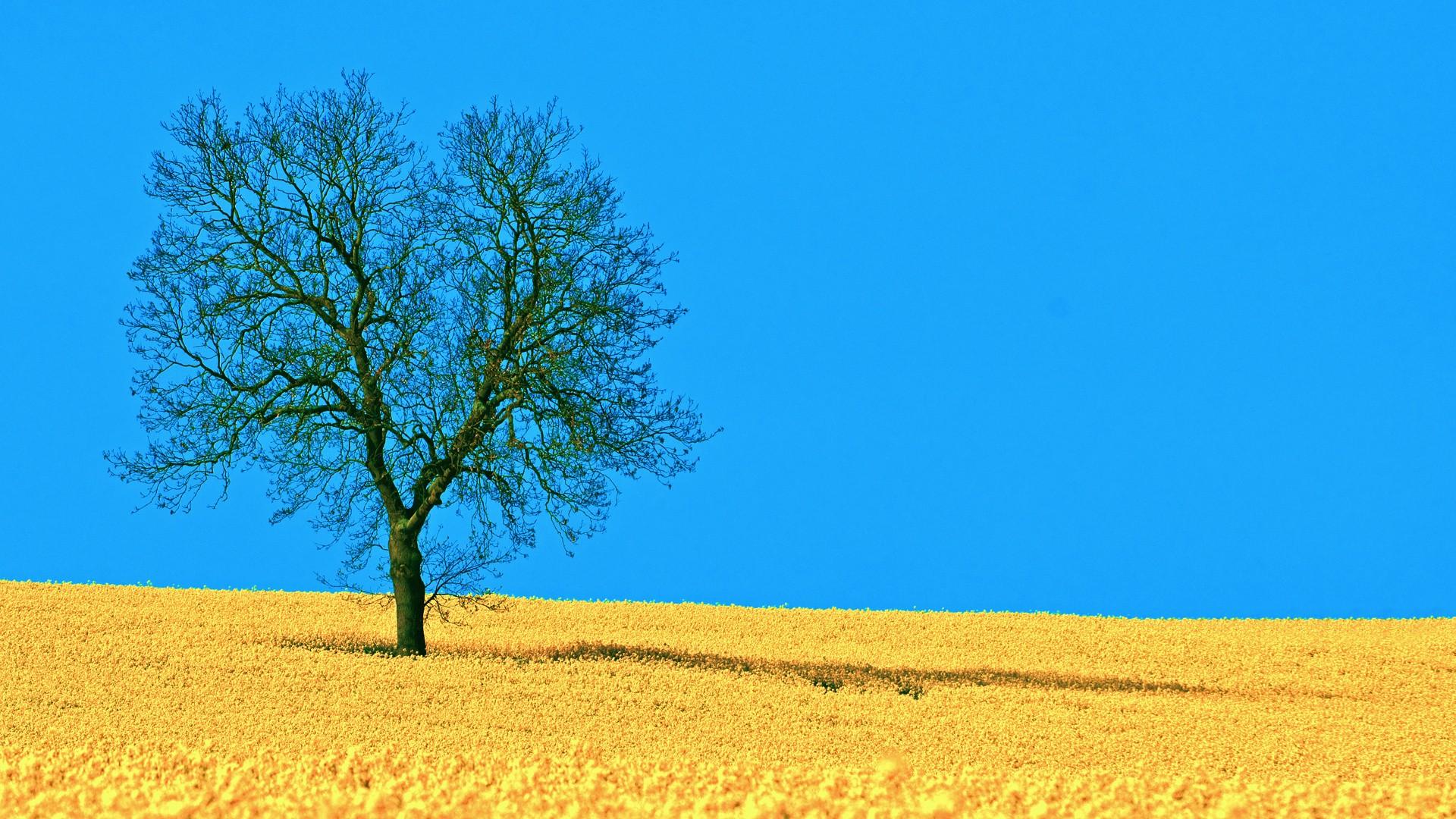 Sky and Tree Wallpapers - Top Free Sky and Tree Backgrounds ...