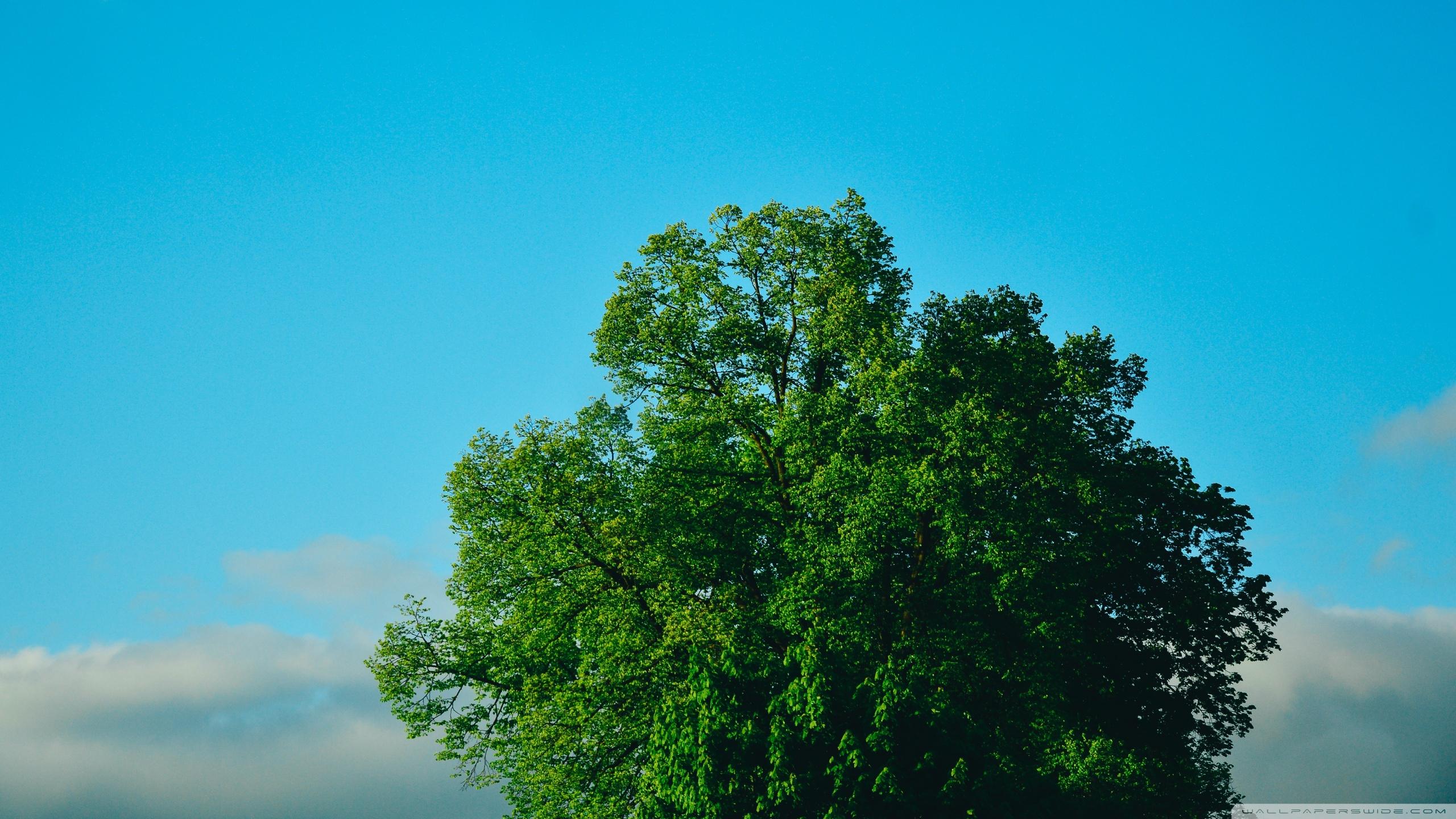 Sky and Tree Wallpapers - Top Free Sky and Tree Backgrounds ...