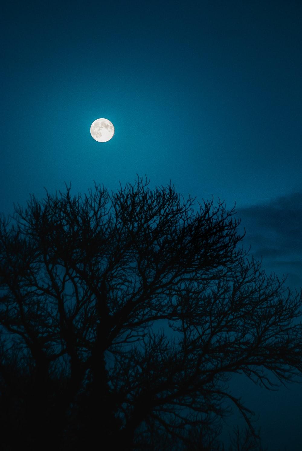 Moonlight Nature Wallpapers - Top Free Moonlight Nature Backgrounds ...