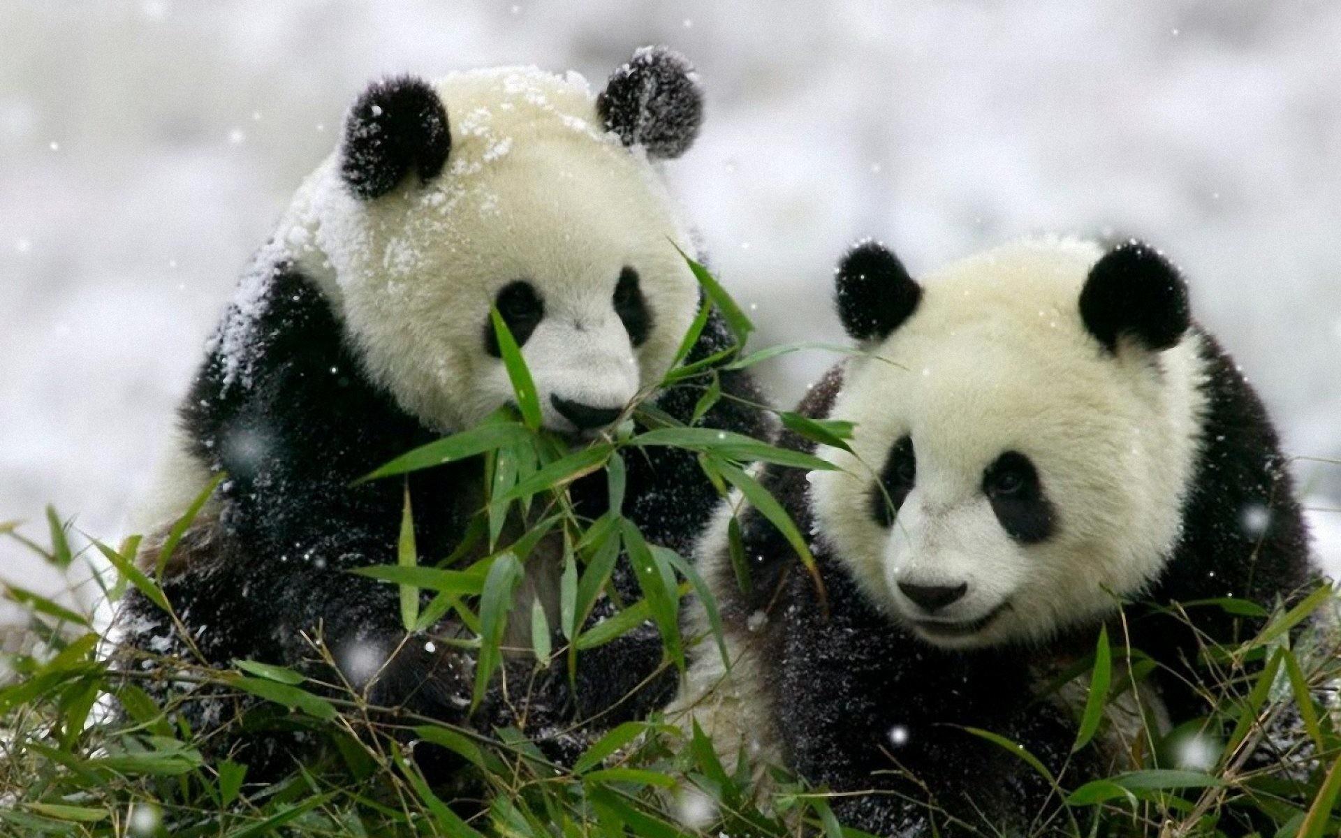 Cute Panda Love Wallpapers - Top Free Cute Panda Love Backgrounds ...