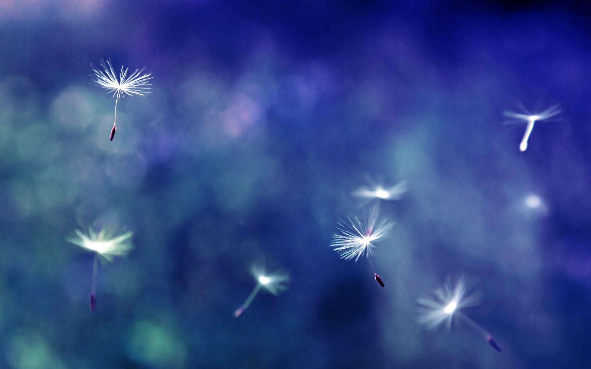 Cute Dandelion Wallpapers - Top Free Cute Dandelion Backgrounds ...
