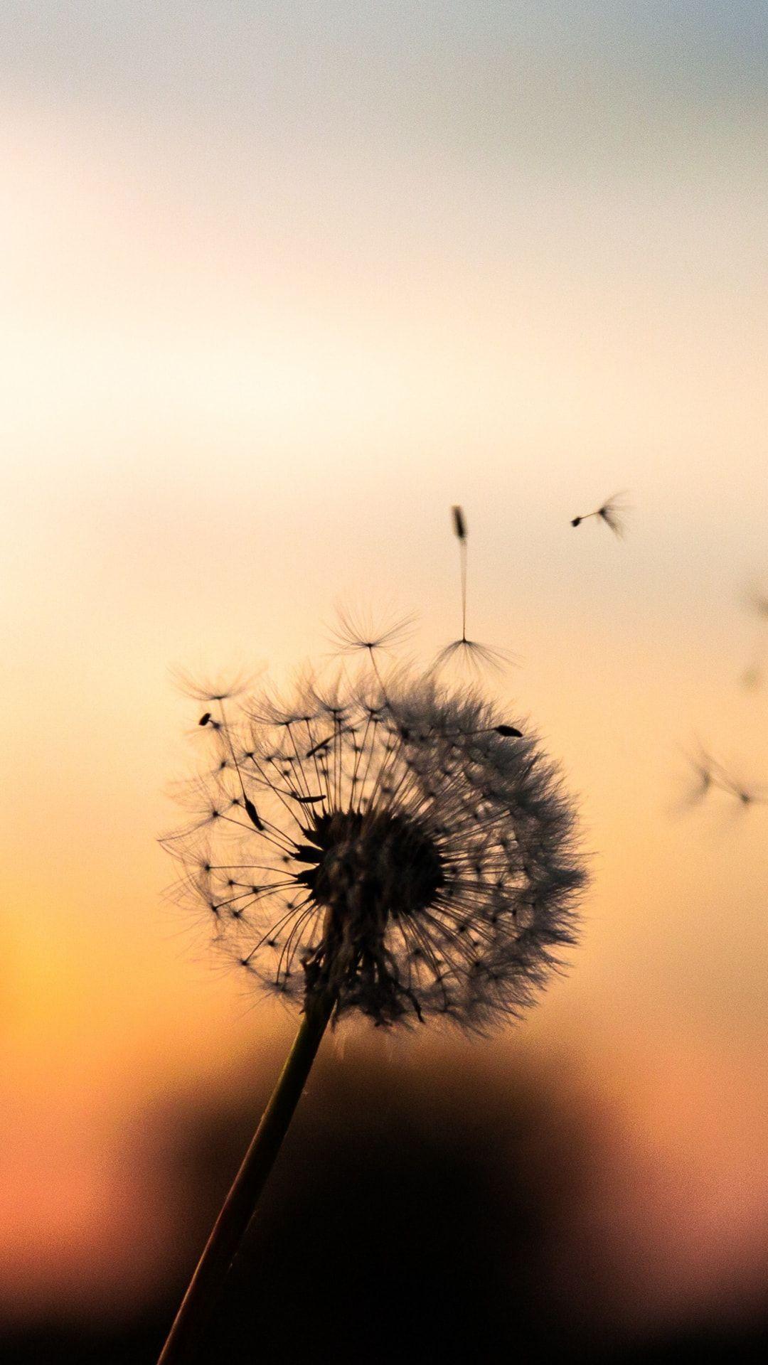Cute Dandelion Wallpapers - Top Free Cute Dandelion Backgrounds ...
