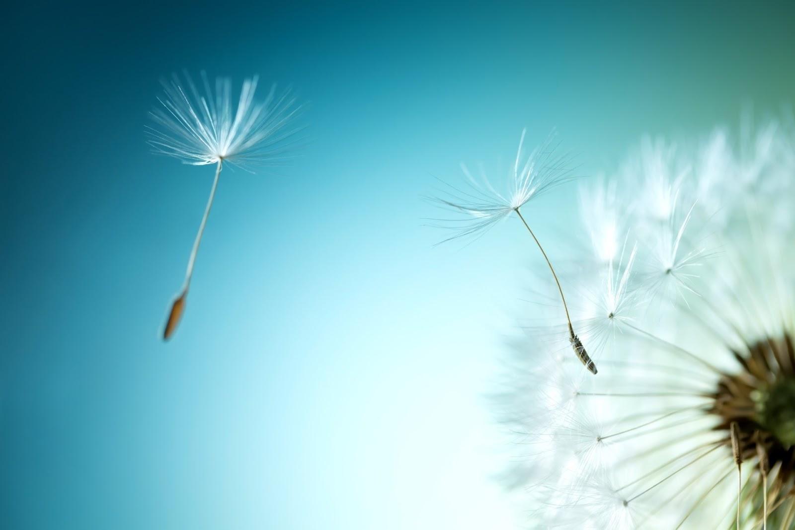 Cute Dandelion Wallpapers - Top Free Cute Dandelion Backgrounds ...